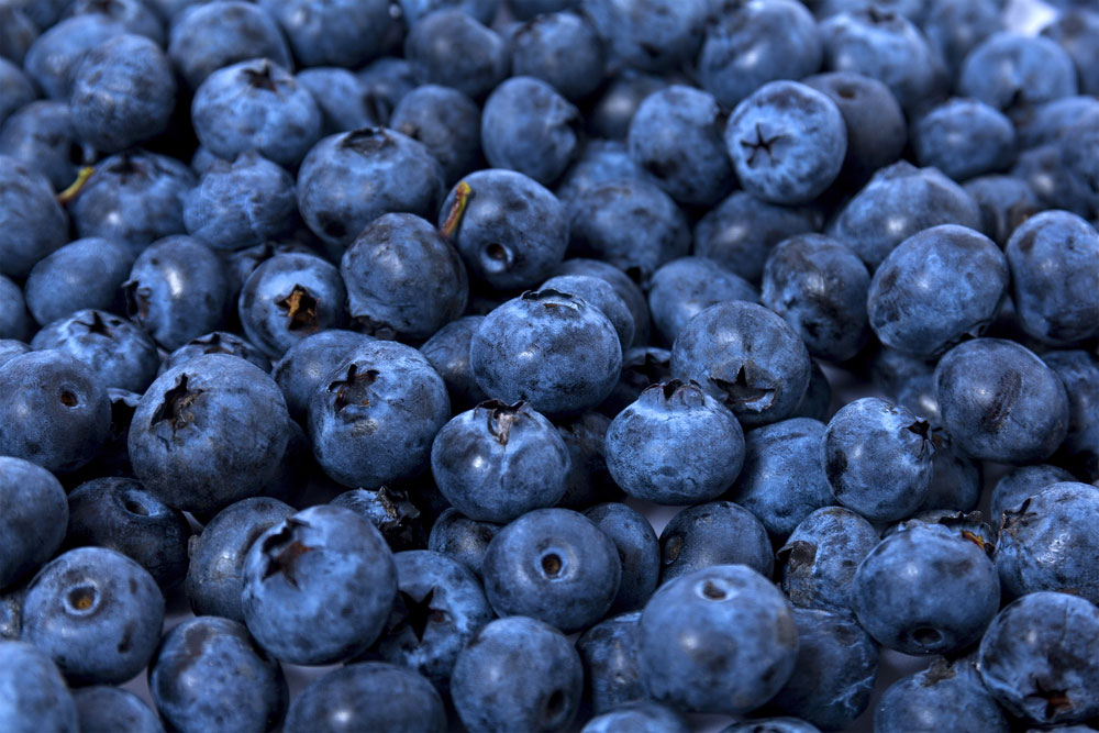 Bilberry Fruit - Herbal Medicines