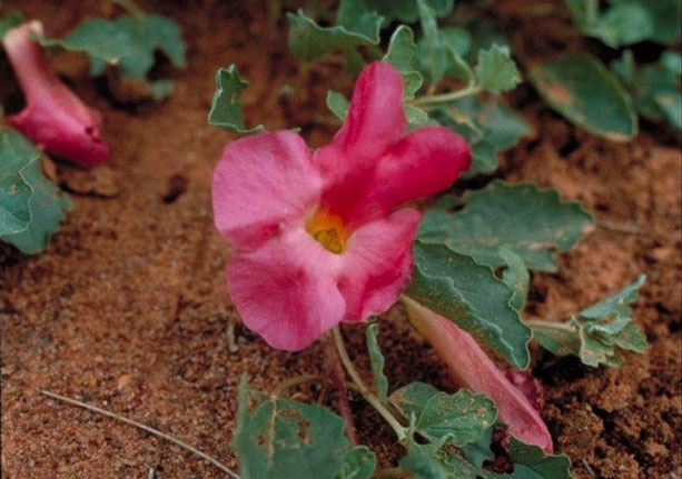 Devils Claw root Facts - Herbal Medicines