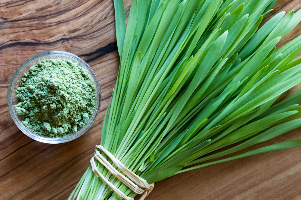 Barley Grass: Discover our herb of the month - Herbfacts